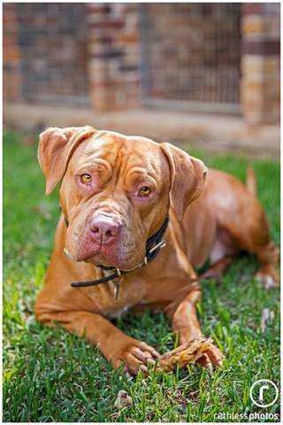 We are Team Dog – bumpyroadtobubba